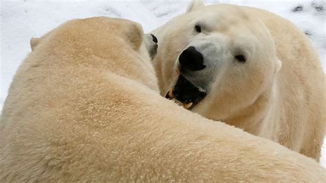 Russie un archipel arctique décrète l état d urgence face à une
