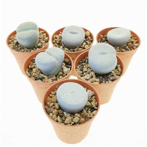 Lithops Pseudotruncatella Subs Archerae C104 55 Cm Aizoaceae