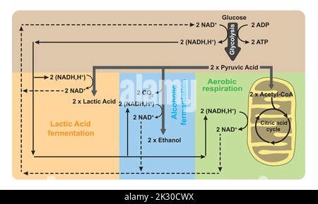 Glykolyse Aerobe Respiration Und Anaerobe Fermentation In Einem Schema