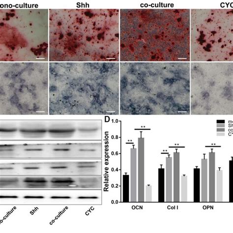Cyc Inhibits Mc3t3 E1 Differentiation A B Alizarin Red S And Alp