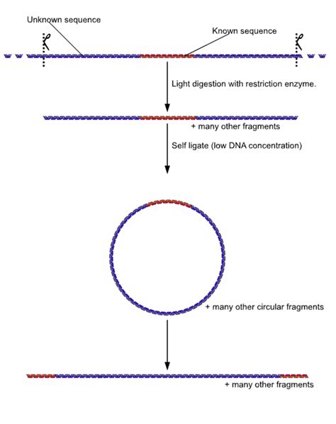 Inverse Polymerase Chain Reaction Wikiwand