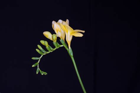 Фрезия (Много фото!) - treepics.ru