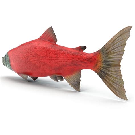 홍안 연어 물고기 3d 모델 79 Obj C4d 3ds Ma Max Free3d