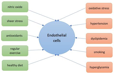 Ijms Free Full Text Endothelial Dysfunction In Diabetes Mellitus