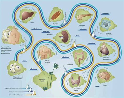 Cholesterol Absorption Inhibitors Ezetimibe And Bile Acid Binding