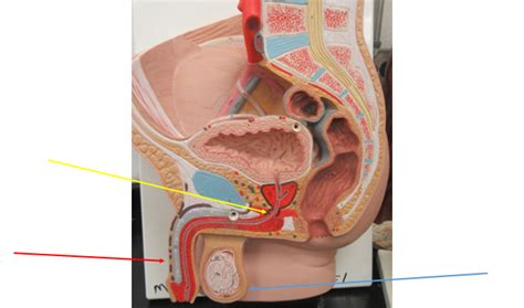 Reproductive System 2 Diagram Quizlet