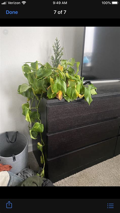 Pothos Struggling Please Help Scrolller