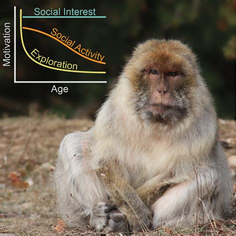 Motivational Shifts In Aging Monkeys And The Origins Of Social
