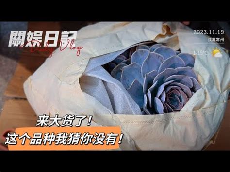 关娱日记神秘品种开箱开箱惊喜来袭这个品种我估计你没有關於日記关娱多肉多肉植物Suculentas YouTube