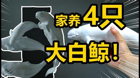 居家水族馆？来看看全球限定10体的大白鲸gk！ Youtube