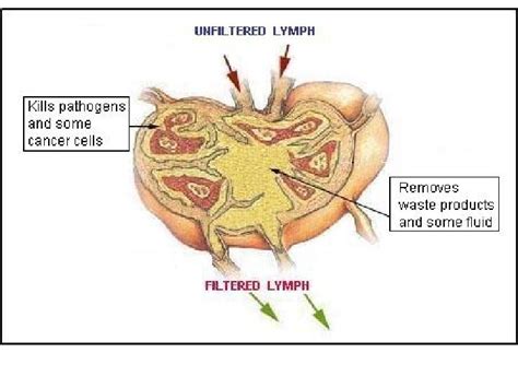 Urinary And Lymphatic Systems Functions Of Lymphatic System