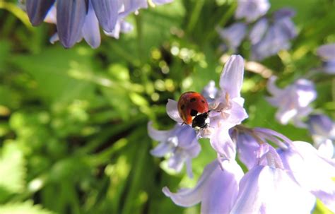 Ghicitori Despre Primăvară AnideȘcoalăro