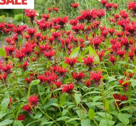 Jacob Kline Monarch Beebalm Etsy