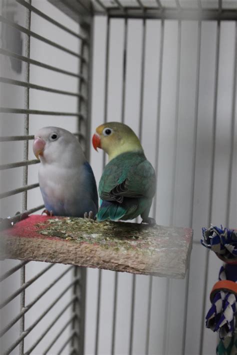 Daisy And Blue The Parrotlets Parrot Outreach Society