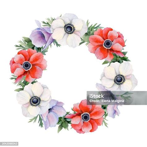 빨강 흰색 보라색 말미잘 꽃 둥근 화환 프레임 수채화 고립 된 그림 인사말 카드 로고 봄 청첩장 어머니의 날을 위한 필드 양귀비