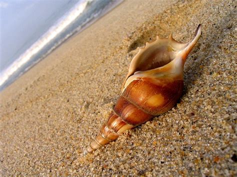 Beautiful Shell Snail Conch Wallpaper 🔥 Top Free Pics