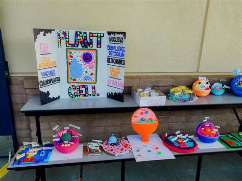 Mitochondria Model Project