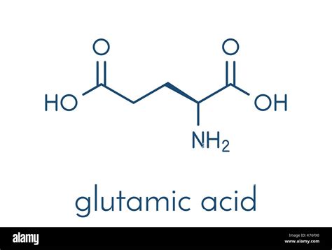 Glutamic Acid L Glutamic Acid Glu E Amino Acid And Neurotransmitter