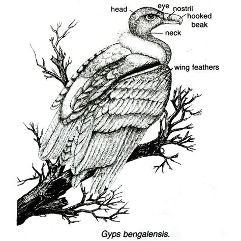 Gyps Vulture वर्गीकरण वासस्थान चित्र का वर्णन In Hindi ~ Science