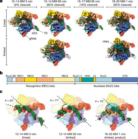 Nature Crispr Cas9错配监测机理 知乎