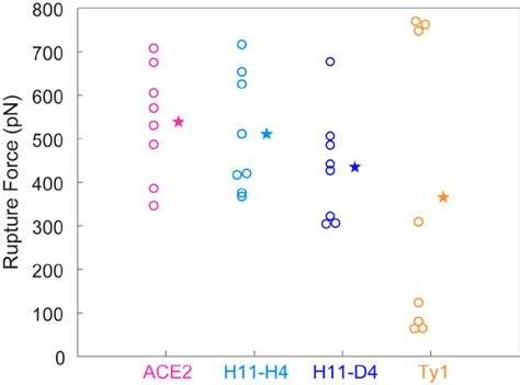 Rupture Forces Recorded From In Silico Pulling Experiments Each