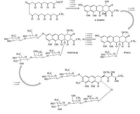 Major Steps Of Mithramycin Biosynthesis Download Scientific Diagram