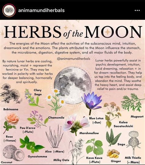Herbs Of The Moon ⚪️💜🏹 Via Animamundiherbals Magic Herbs Magical
