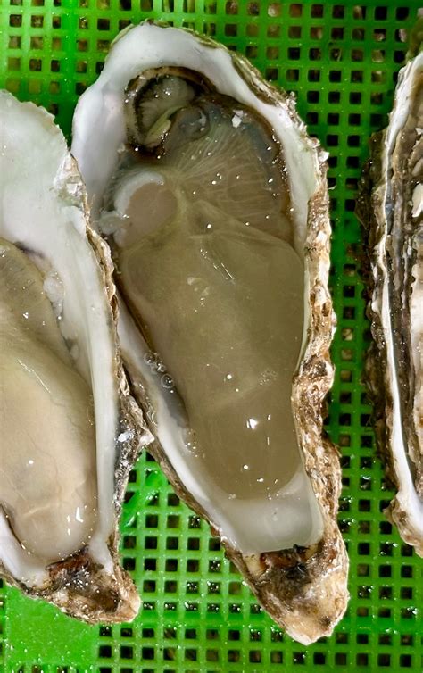 水 【超厚岸牡蠣専門店】ガキカキ君の毎日が牡蠣まつり！