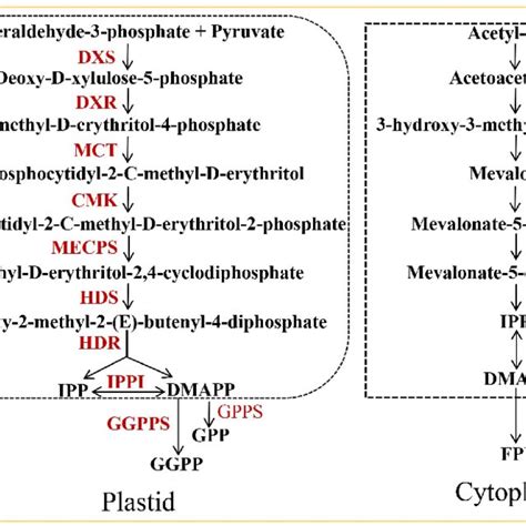 Pdf The Evolutionary Rate Variation Among Genes Of Mva And Mep