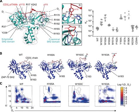 Figure 1 From Construction Of A T Cell Receptor Signaling Range For