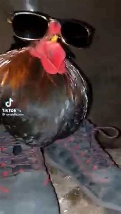 Cock R Memevideos