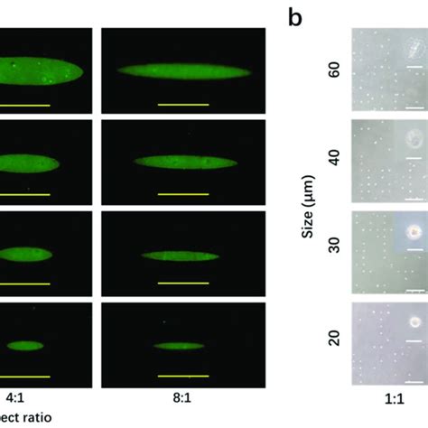 A Fluorescence Photomicrographs Of Fibronectin Coated Micropatterns