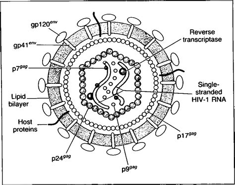 Drawing Hiv Virus Diagram