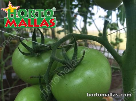 Horticultural Netting Hortomallas™ Supporting Your Crops®