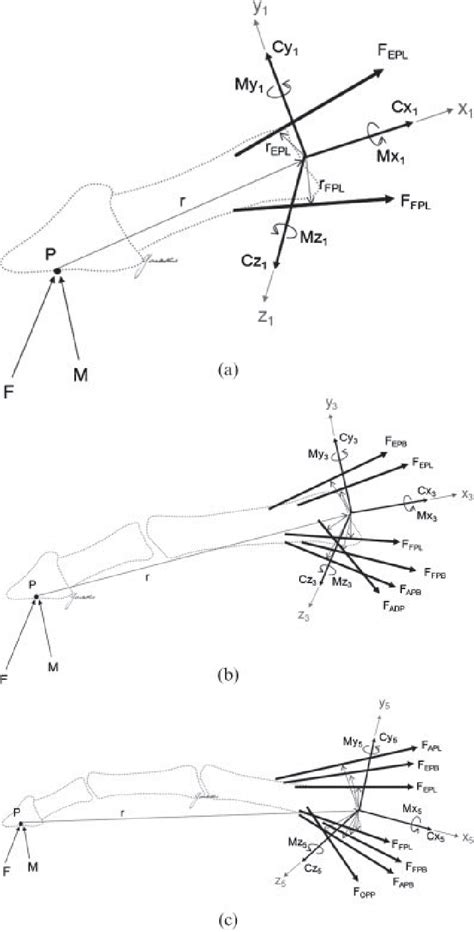 Free Body Diagram Of The Finger Distal To A The Ip Joint B The Mcp