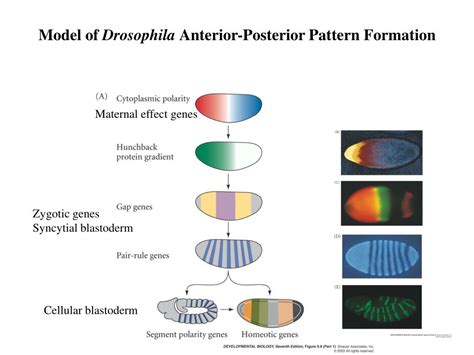 Ppt Gene Regulation In Drosophila Melanogaster Genetic Studies