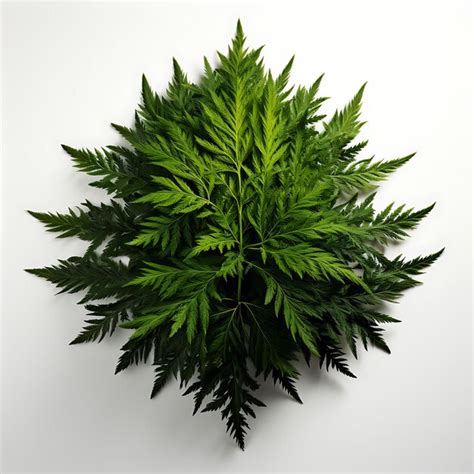 Premium Photo Isolated Of Cedar Capturing The Scale Like And Aromatic Premium Photo Isolated Of Cedar Capturing The Scale Like And Aromatic