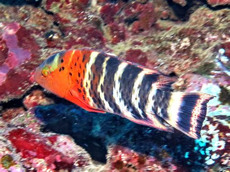 ヤシャベラ 2024 09 28 WEB魚図鑑