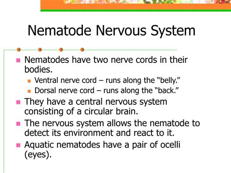 Ppt Phylum Nematoda Powerpoint Presentation Free Download Id 6907622