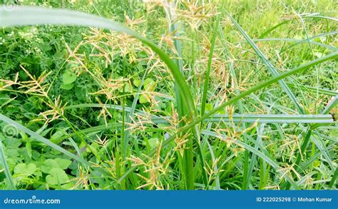 Cyperus Longus Galingale Motha Grass Stock Image