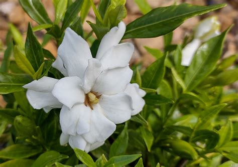 新年我种的枙子花和扦插方法 6park
