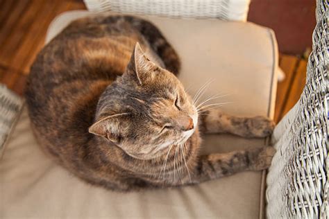 What Exactly Is A Torbie Cat Kitty Devotees