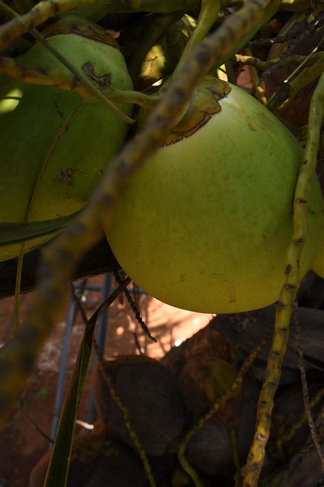 Tender Coconut Classification Object Detection Model By Projects