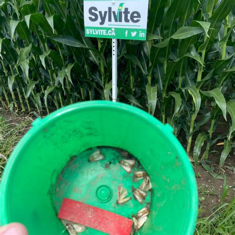 Mastering Crop Pest Management Solutions For Phytophthora Spider