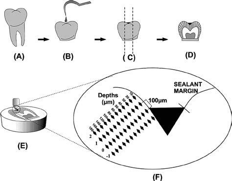 Diagrammatic Representation Of Cross Sectional Micro Hardness Assay A Download Scientific