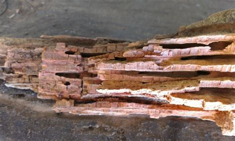 Subterranean Termite Control In Santa Clara County Thrasher Termite