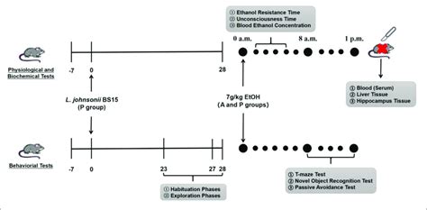 Flow Diagram Of Experimental Design Mice Were Infected With Etoh 7