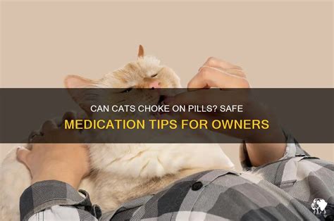 Can Cats Choke On Pills Safe Medication Tips For Owners Petshun