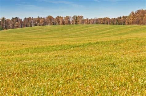 Premium Photo Yellow And Green Grass On The Field