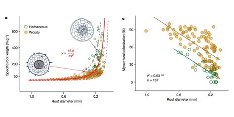 Evolutionary History Resolves Global Organization Of Root Functional Traits Nature Plantae